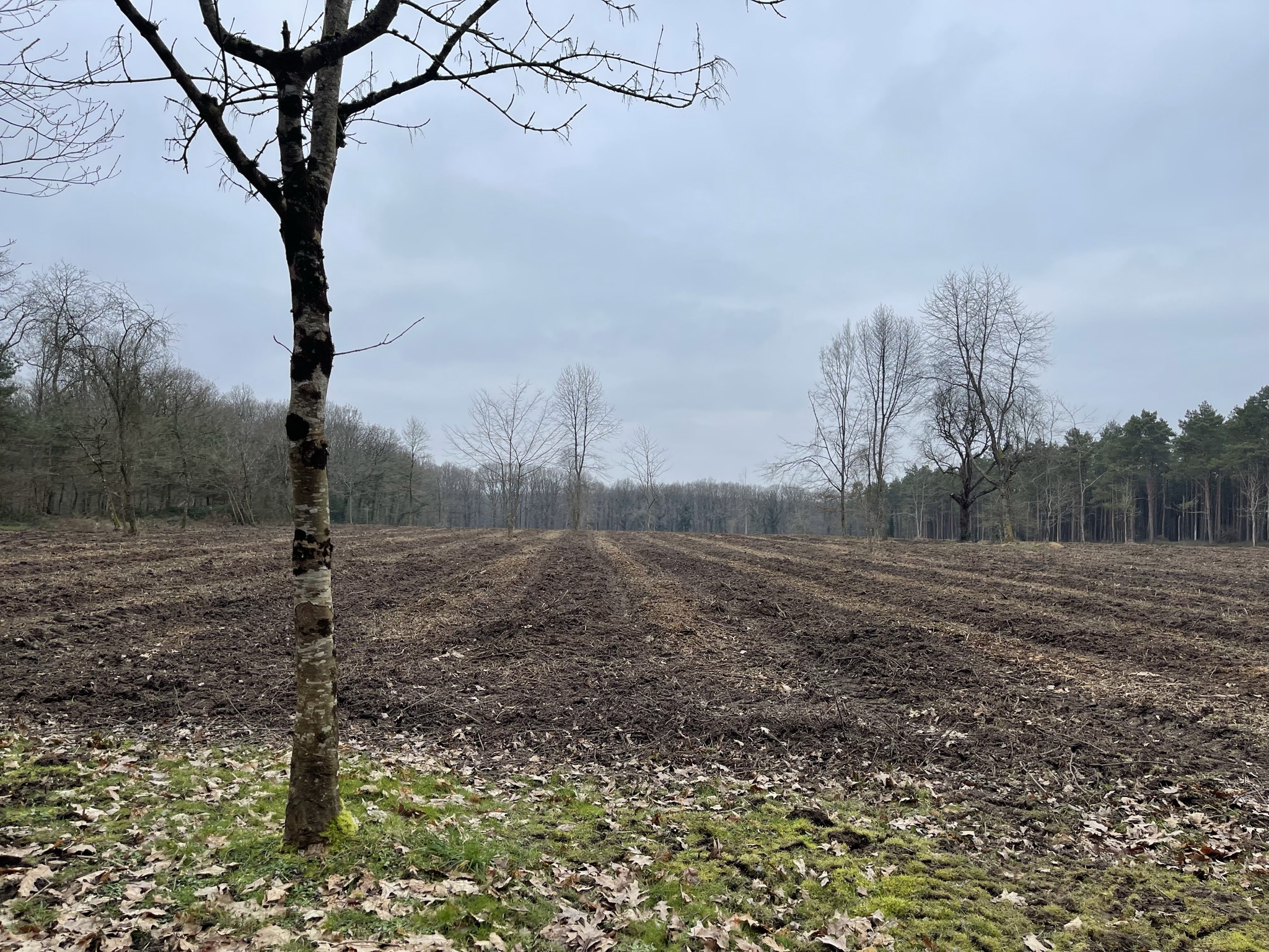 Experts en travaux forestiers et désinsectisation - Arbor Ecobois